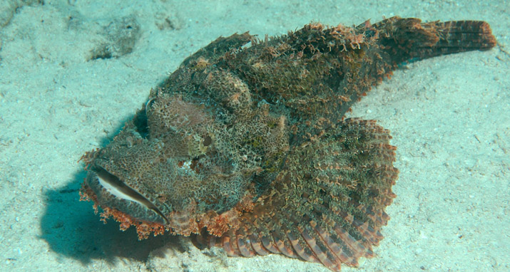 Dunyaninenzehirlibaligi